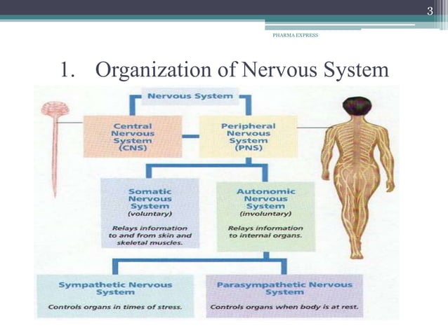 Nervous system ppt | PPTX | Brain and Nervous System Disorders ...