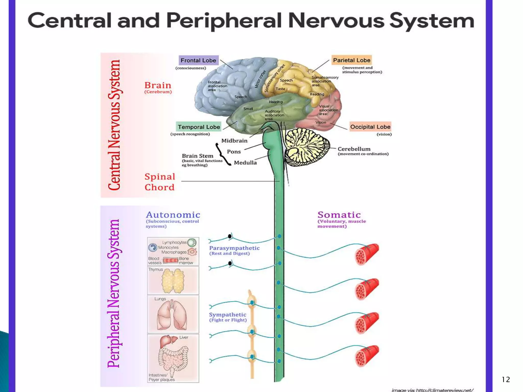 NERVOUS SYSTEM PPT.pptx