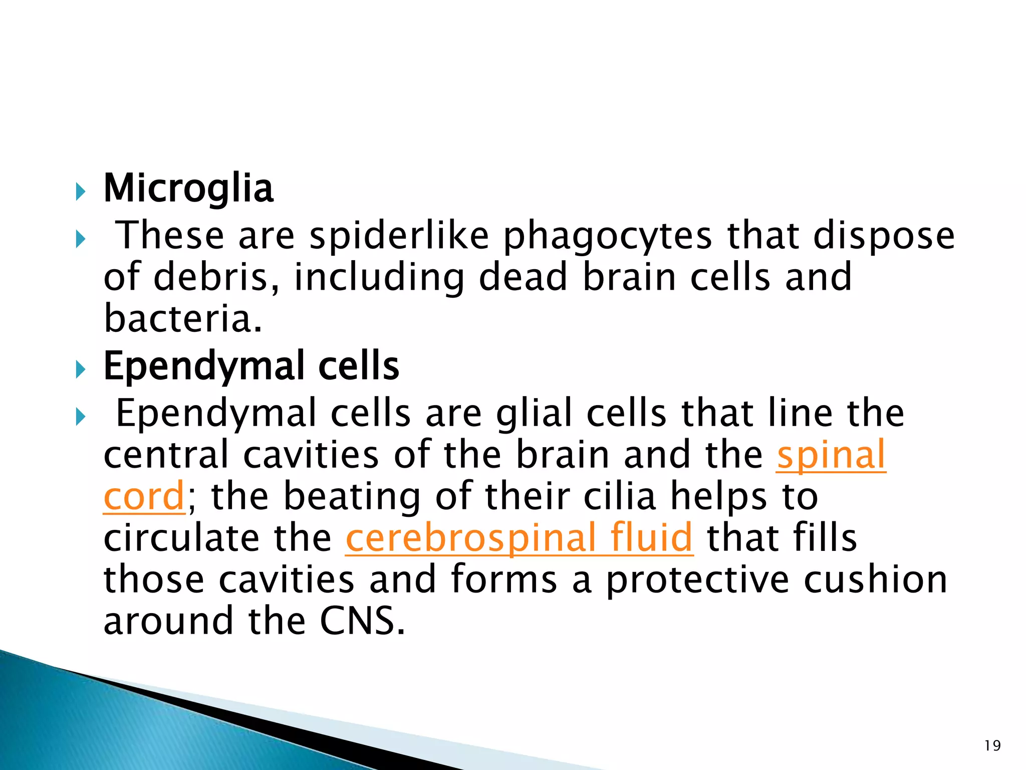 NERVOUS SYSTEM PPT.pptx