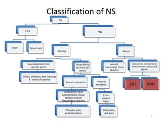 Nervous system ppt.pptx