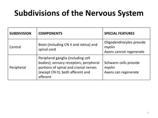 Nervous system ppt.pptx