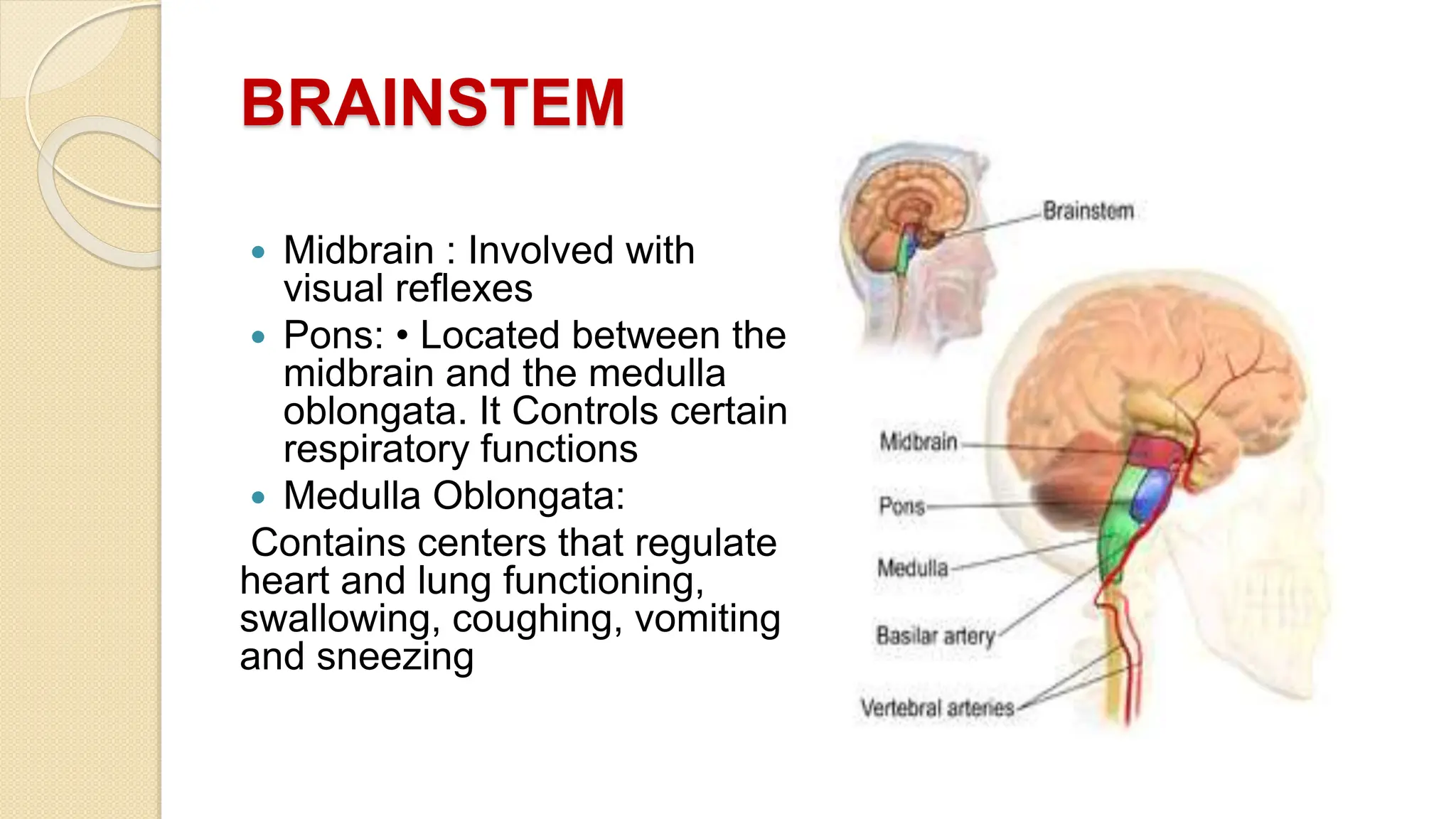 Nervous system ppt.pptx