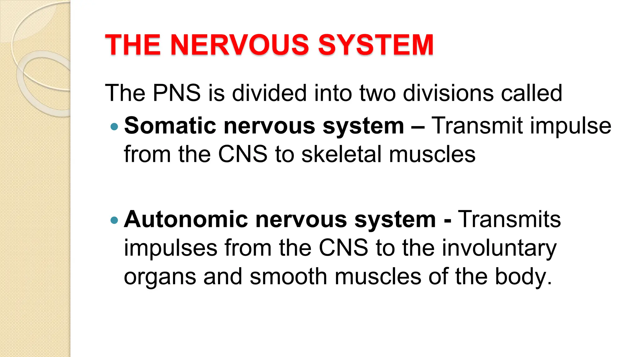 Nervous system ppt.pptx