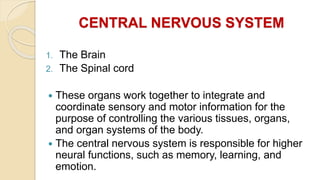 Nervous system ppt.pptx