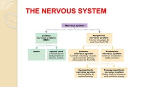 Nervous system ppt.pptx | Brain and Nervous System Disorders | Diseases ...