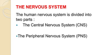 Nervous system ppt.pptx