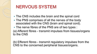 Nervous system ppt.pptx