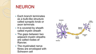 Nervous system ppt.pptx