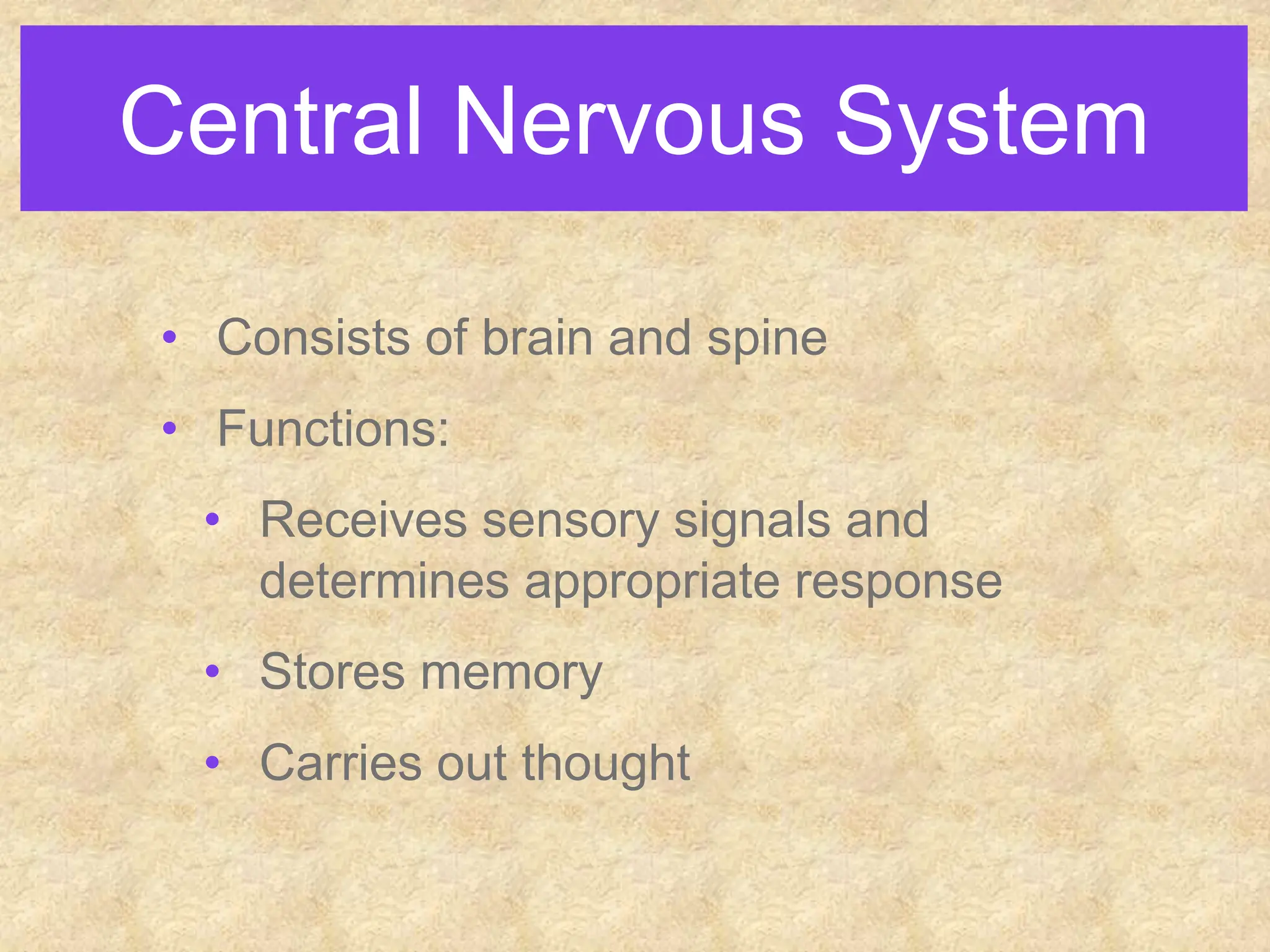 CLASSIFICATION OF NERVOUS SYSTEM & COMPONENTS | PPT