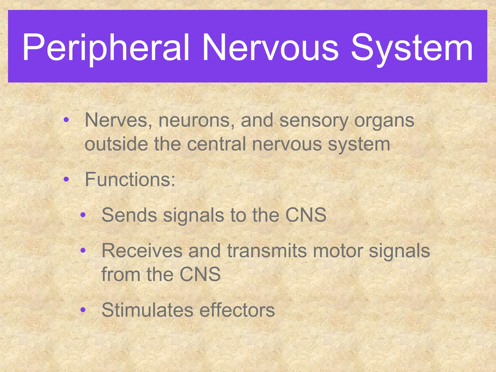 CLASSIFICATION OF NERVOUS SYSTEM & COMPONENTS | PPT