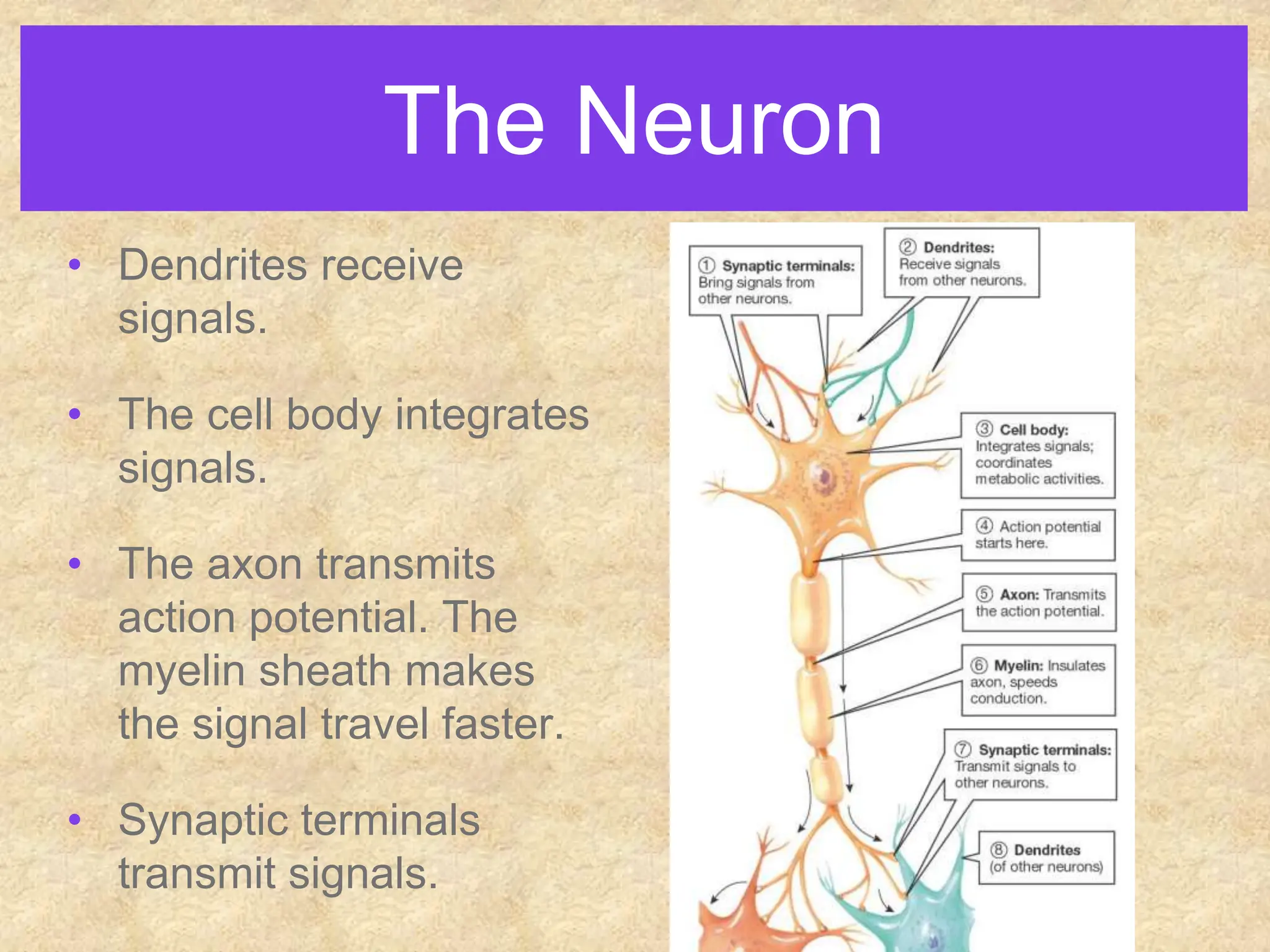 CLASSIFICATION OF NERVOUS SYSTEM & COMPONENTS | PPT