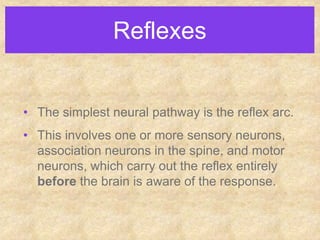 CLASSIFICATION OF NERVOUS SYSTEM & COMPONENTS | PPT