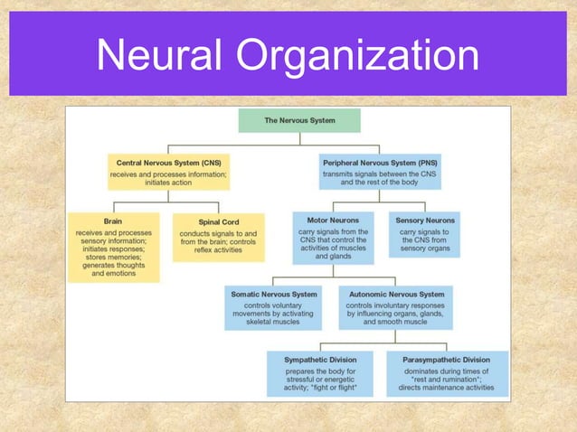 CLASSIFICATION OF NERVOUS SYSTEM & COMPONENTS | PPT