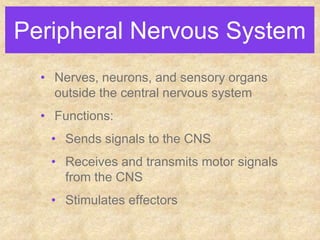 CLASSIFICATION OF NERVOUS SYSTEM & COMPONENTS | PPT