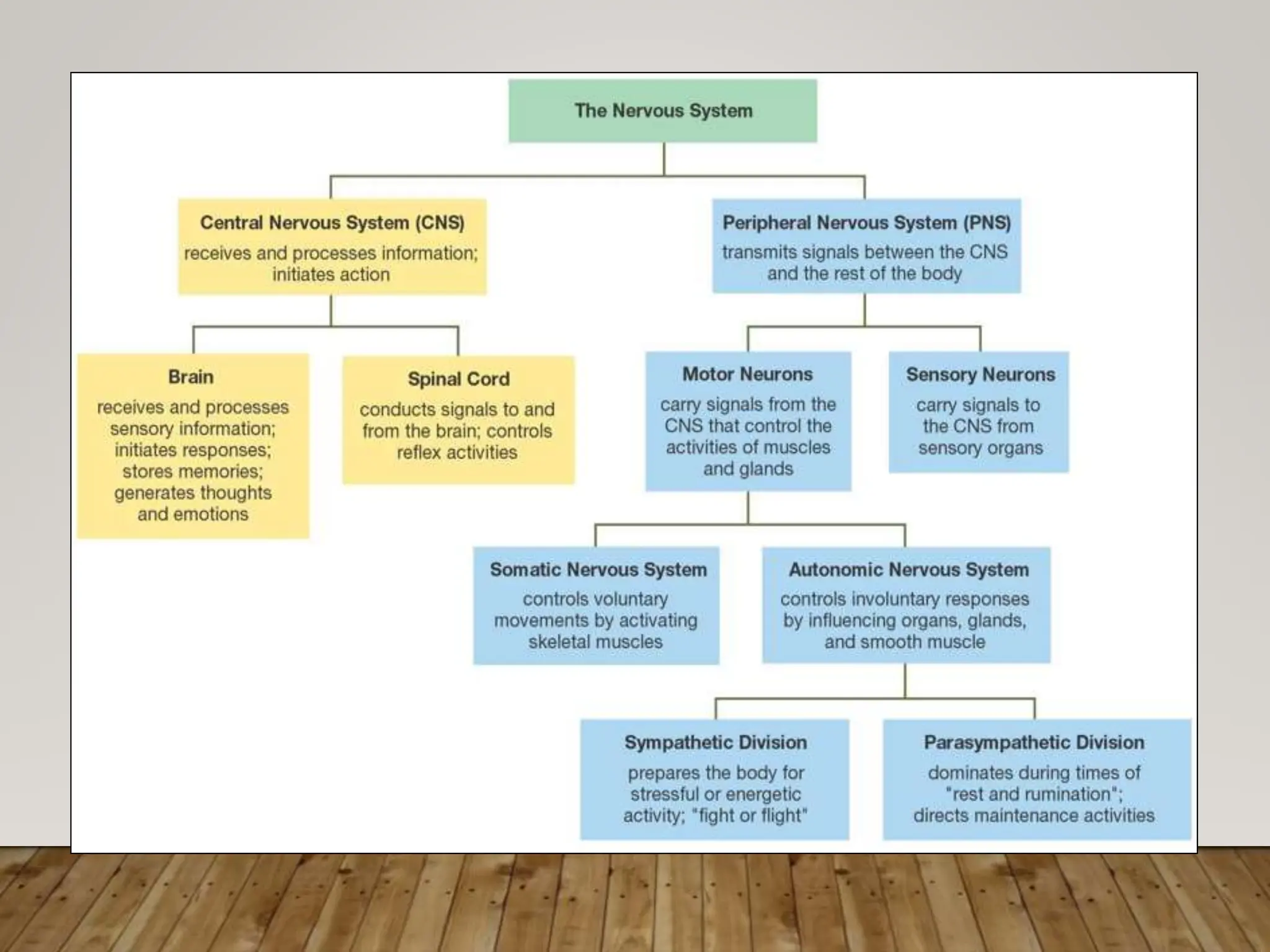 nervousnervoussystemppnervoussystemppnervoussystemppnervoussystemppsystemppt.pptx
