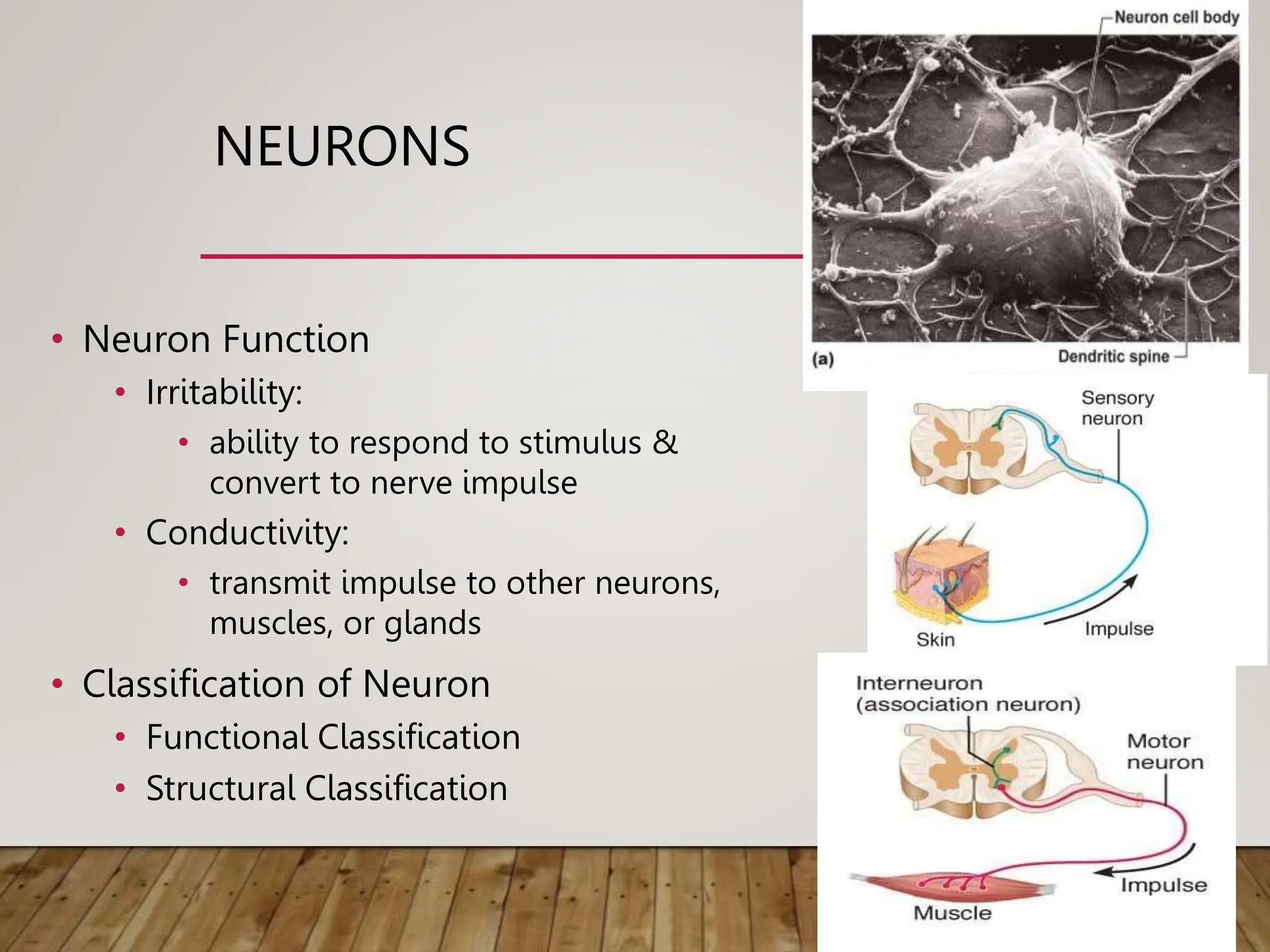 nervousnervoussystemppnervoussystemppnervoussystemppnervoussystemppsyst ...