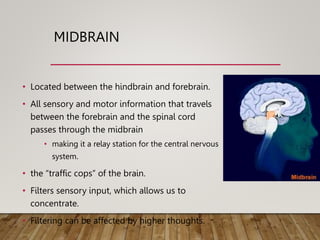 nervousnervoussystemppnervoussystemppnervoussystemppnervoussystemppsyst ...