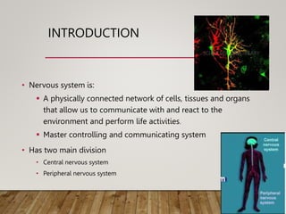 nervousnervoussystemppnervoussystemppnervoussystemppnervoussystemppsyst ...