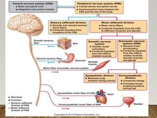 nervousnervoussystemppnervoussystemppnervoussystemppnervoussystemppsyst ...