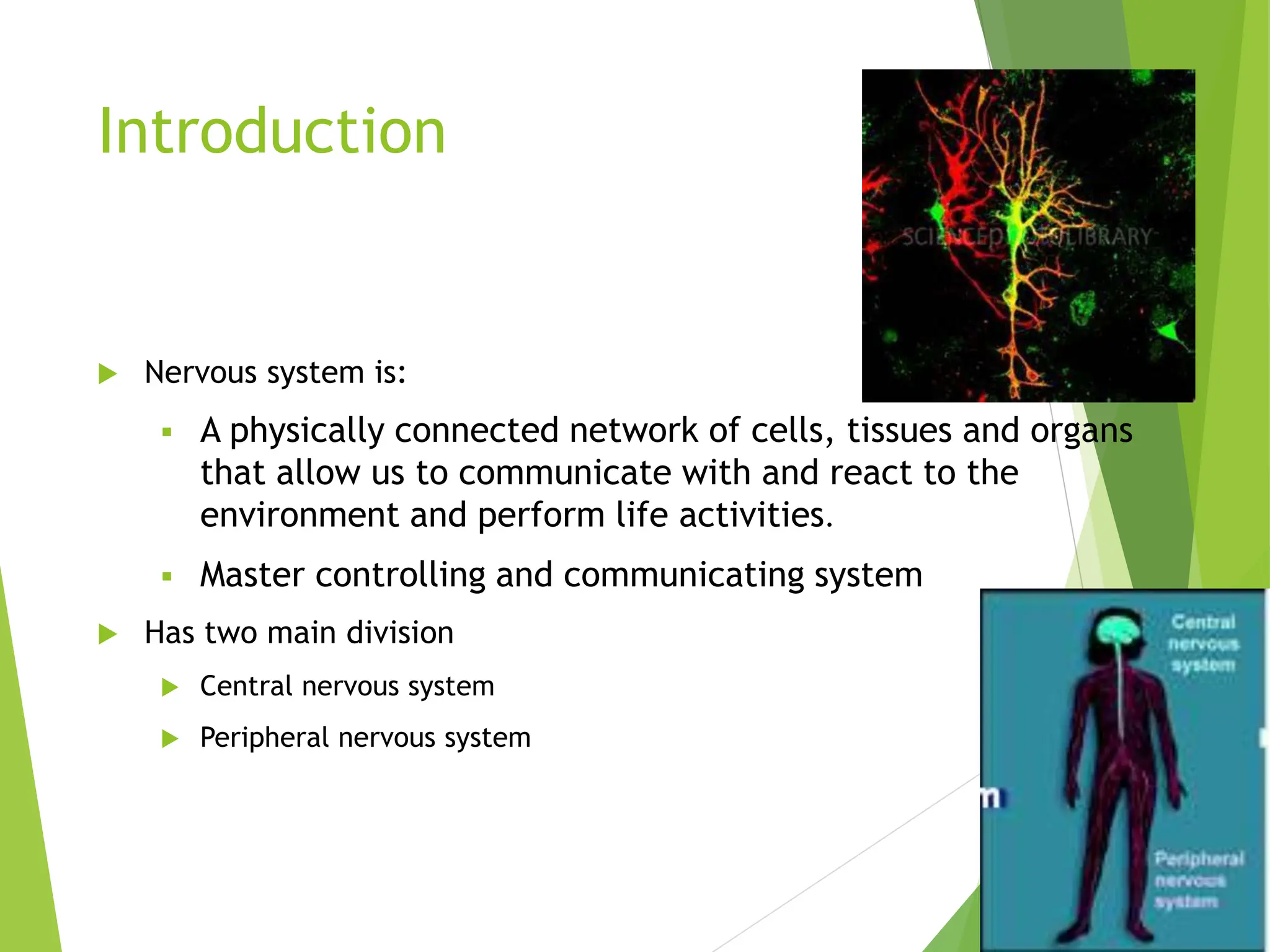 nervousnervoussystemppnervoussystemppnervoussystemppnervoussystemppsyst ...