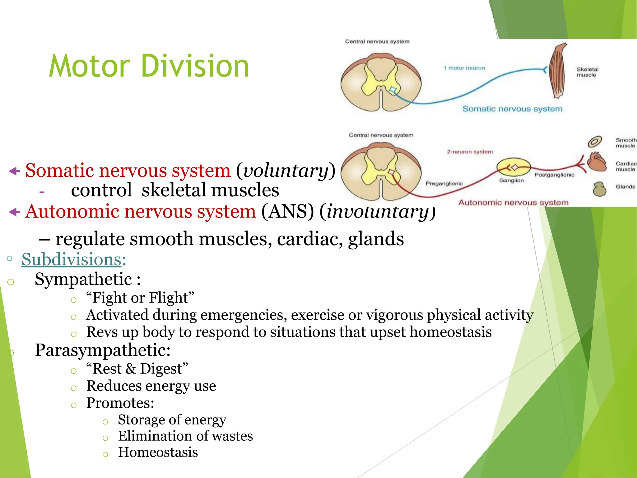 nervousnervoussystemppnervoussystemppnervoussystemppnervoussystemppsyst ...