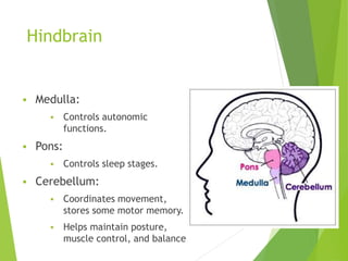 nervousnervoussystemppnervoussystemppnervoussystemppnervoussystemppsyst ...