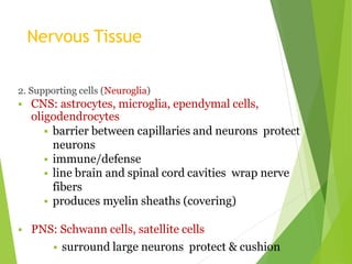 nervousnervoussystemppnervoussystemppnervoussystemppnervoussystemppsyst ...