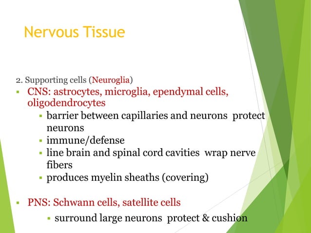 nervousnervoussystemppnervoussystemppnervoussystemppnervoussystemppsystemppt.pptx