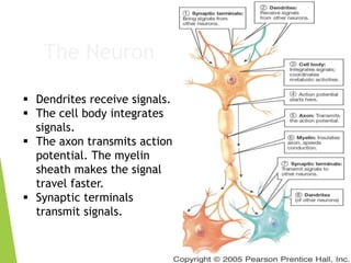 nervousnervoussystemppnervoussystemppnervoussystemppnervoussystemppsyst ...