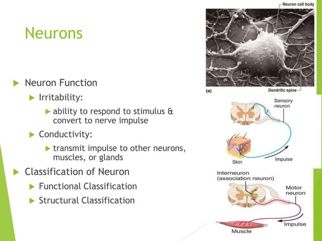 nervousnervoussystemppnervoussystemppnervoussystemppnervoussystemppsystemppt.pptx
