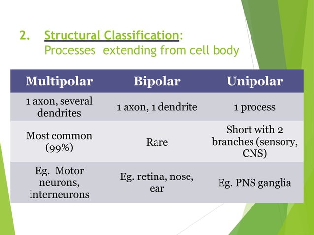 nervousnervoussystemppnervoussystemppnervoussystemppnervoussystemppsystemppt.pptx