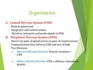 nervousnervoussystemppnervoussystemppnervoussystemppnervoussystemppsyst ...