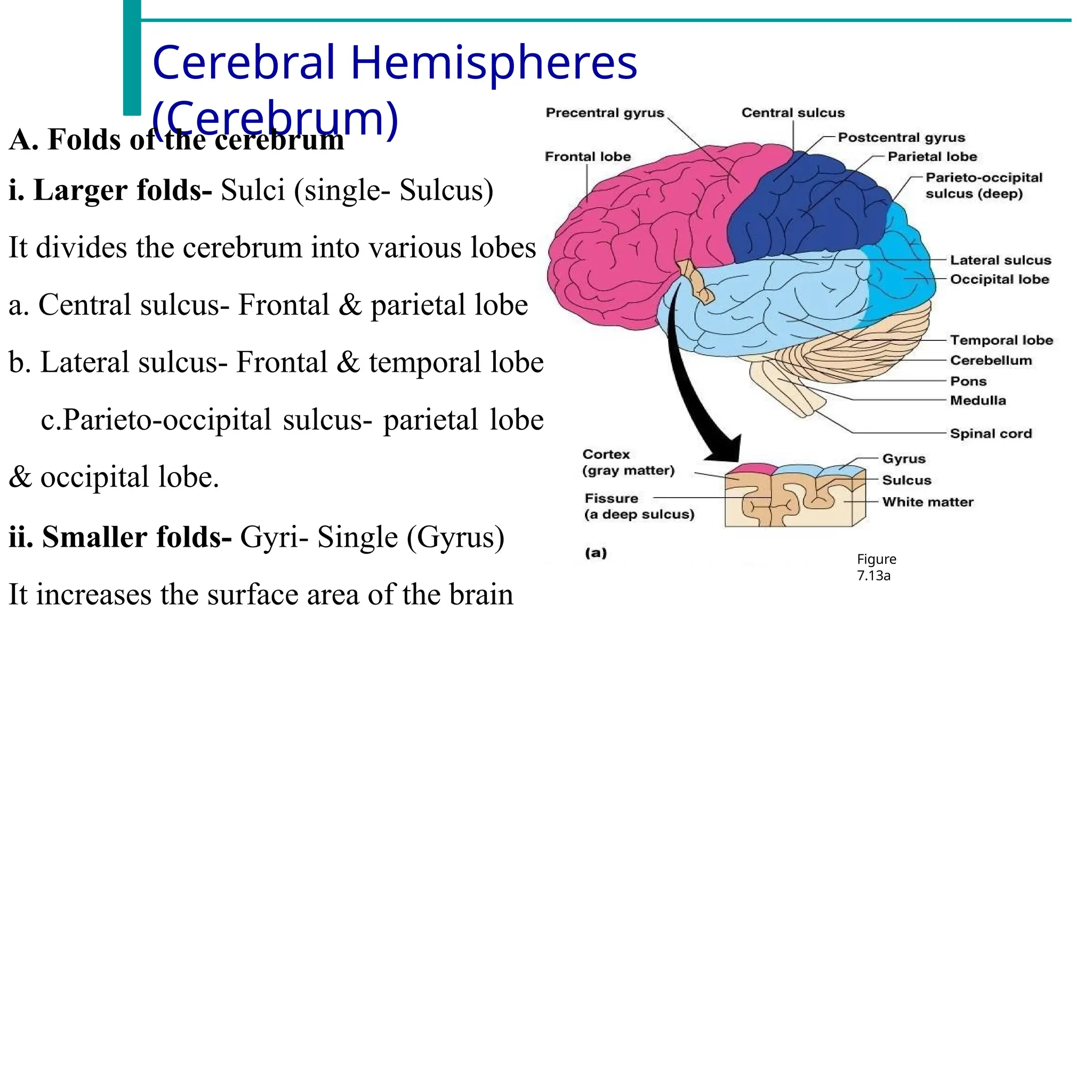 NervousSystemPPT.pptx knkaxkanxlnzlmzlazmanxa | PPTX