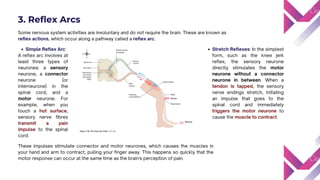 EXPLANATION OF NERVOUS SYSTEM IN ANIMAL PHYSIOLOGY | PDF