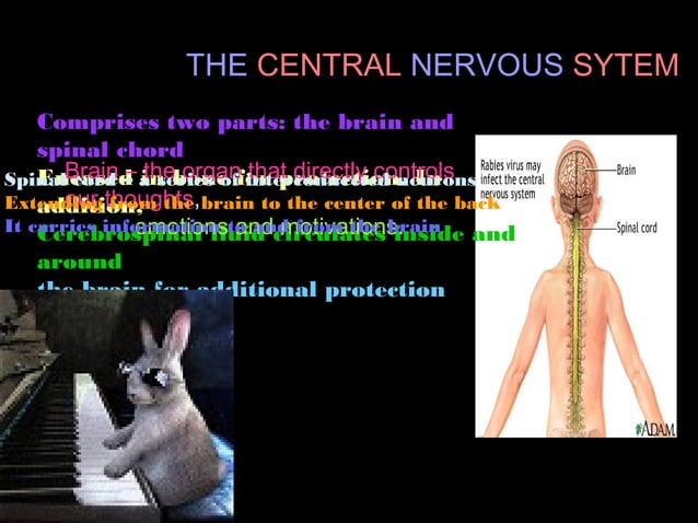 Nervous system ppt (1) | PPT