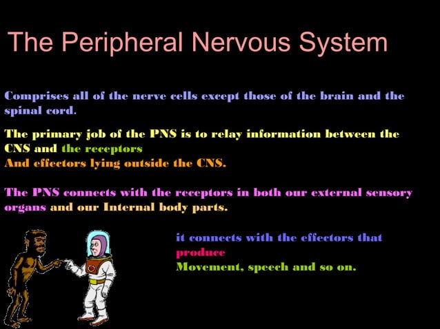 Nervous system ppt (1) | PPT