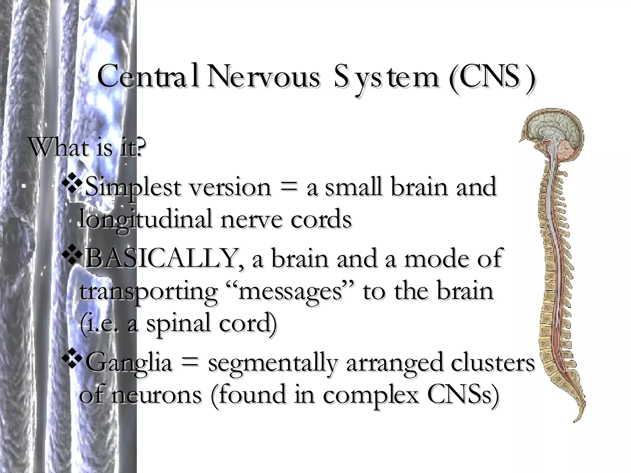 Nervous+System+Presentation | PPT