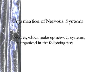 Nervous+System+Presentation | PPT