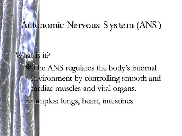 Nervous+System+Presentation | PPT