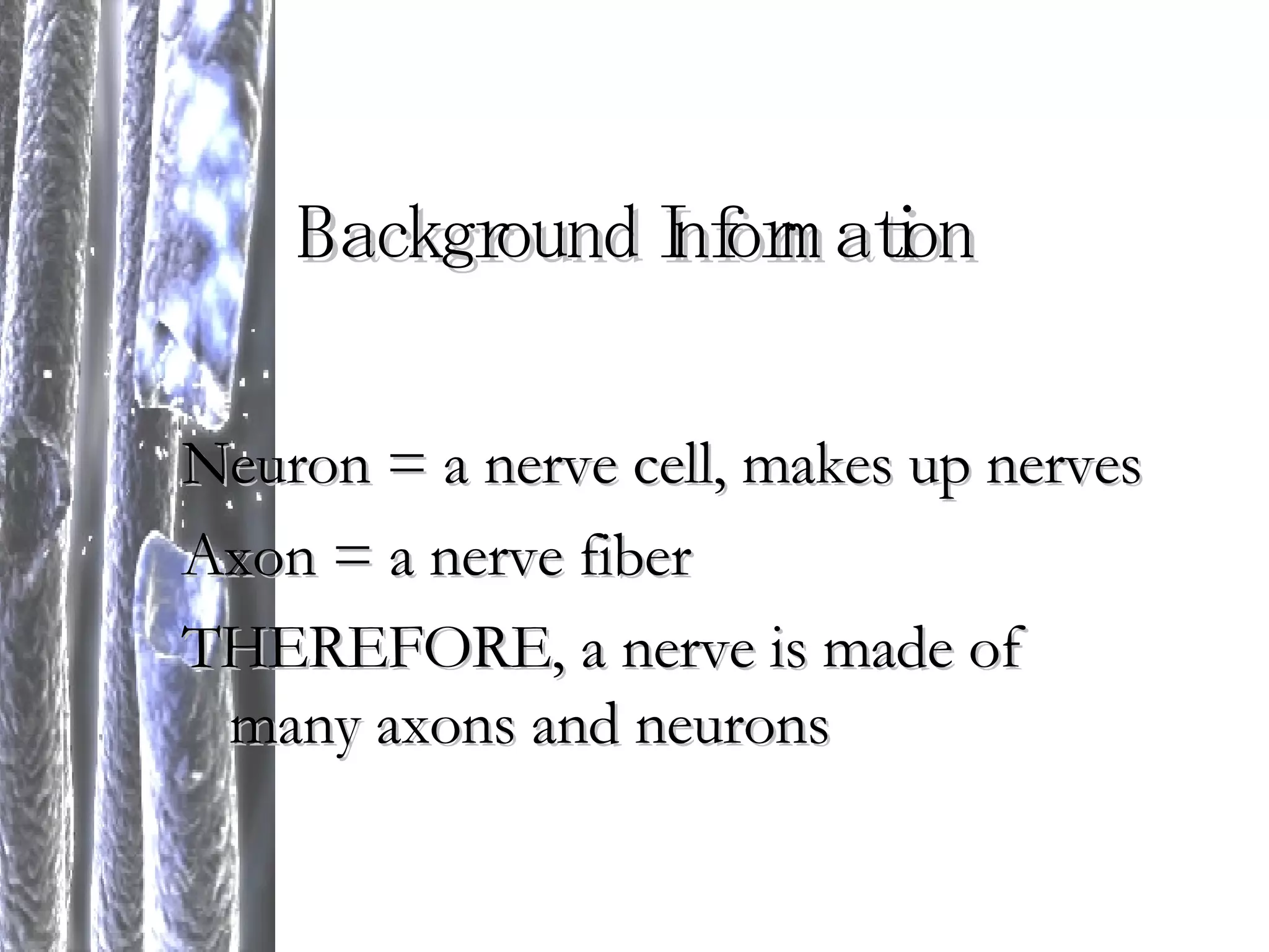Nervous+System+Presentation | PPT