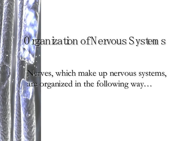 Nervous+System+Presentation | PPT
