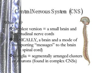 Nervous+System+Presentation | PPT