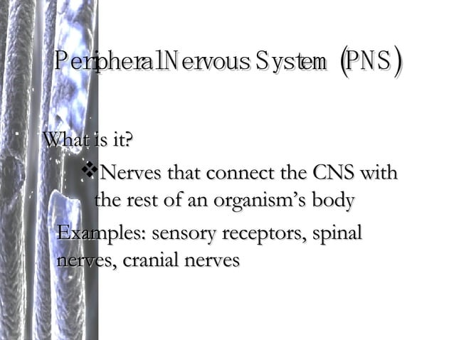 Nervous+System+Presentation | PPT