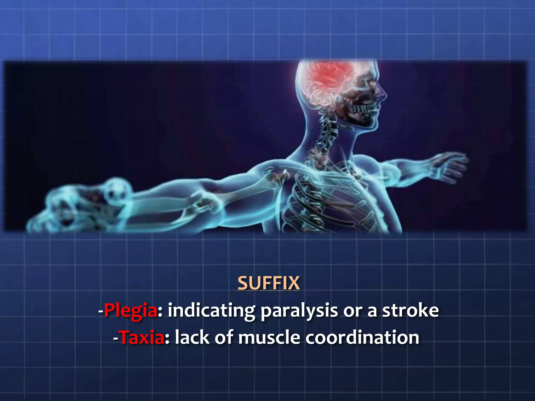 Nervous system presentation | PPT