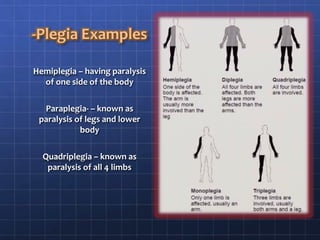 Nervous system presentation | PPT