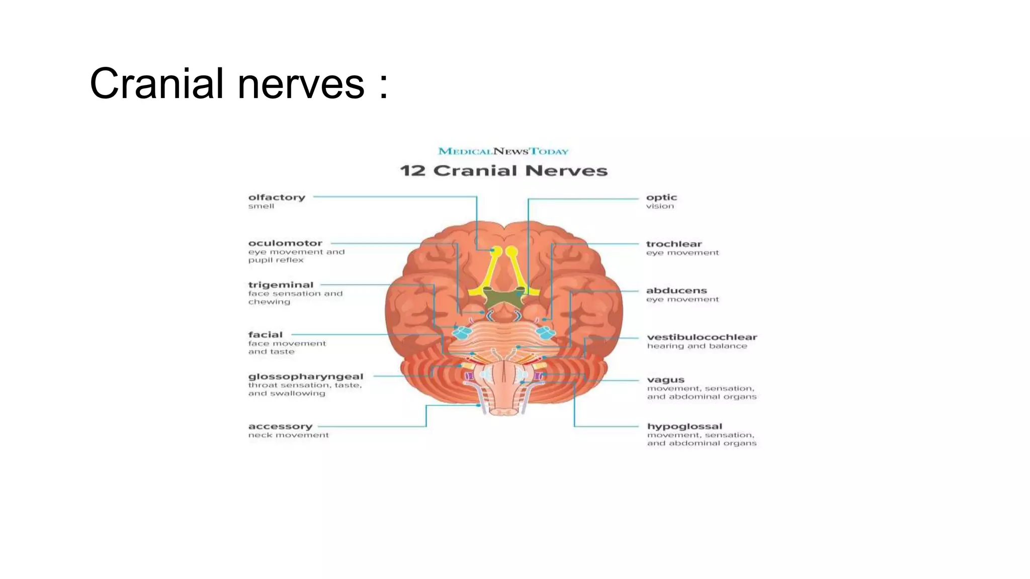 Nervous system presentation.pptx