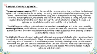 Nervous system presentation.pptx
