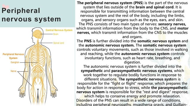 Nervous system presentation.pptx
