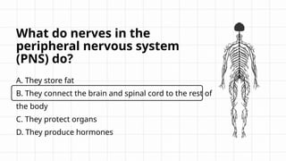 NERVOUS SYSTEM QUIZ PARTS AND FUNCTIONS OF | PPTX