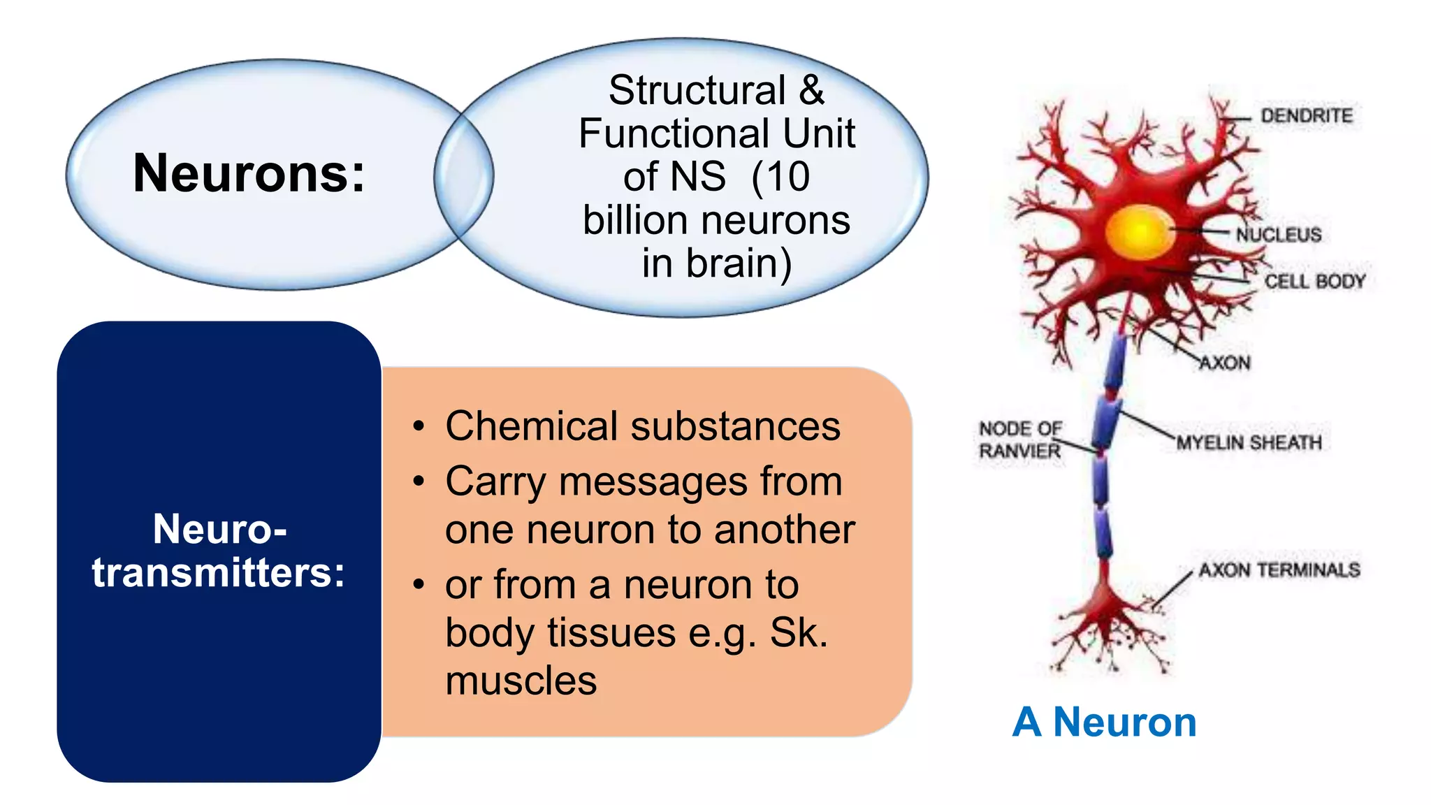 Pharmacology of Nervous System | PPTX
